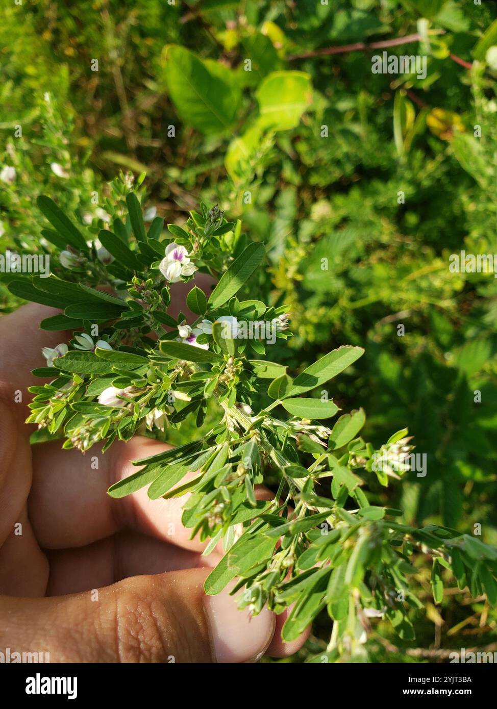 Chinese bushclover (Lespedeza cuneata Stock Photo - Alamy