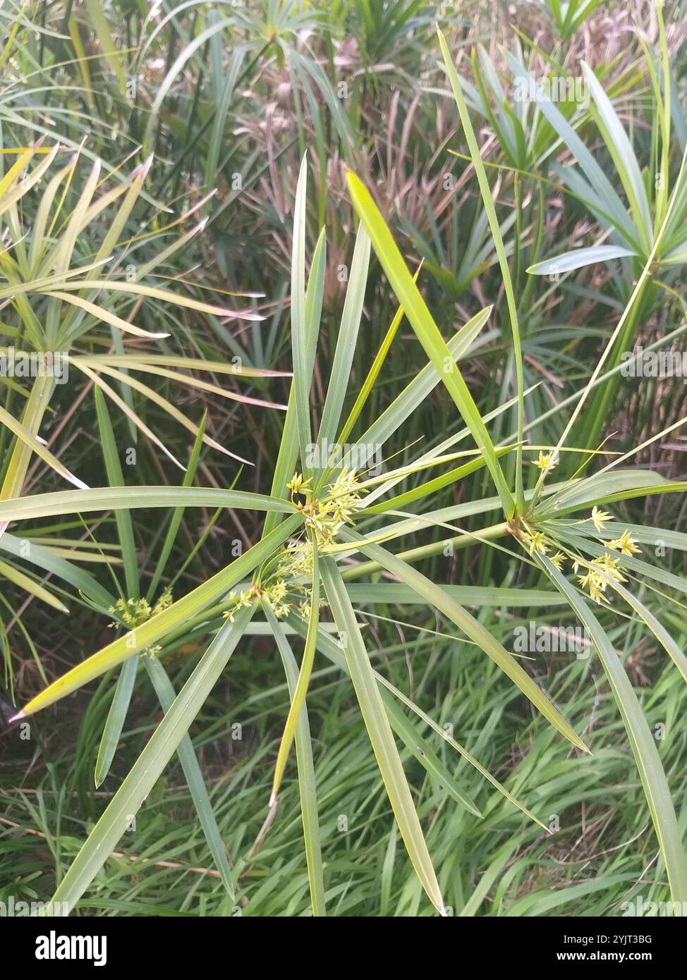 Mat Sedge (Cyperus textilis Stock Photo - Alamy