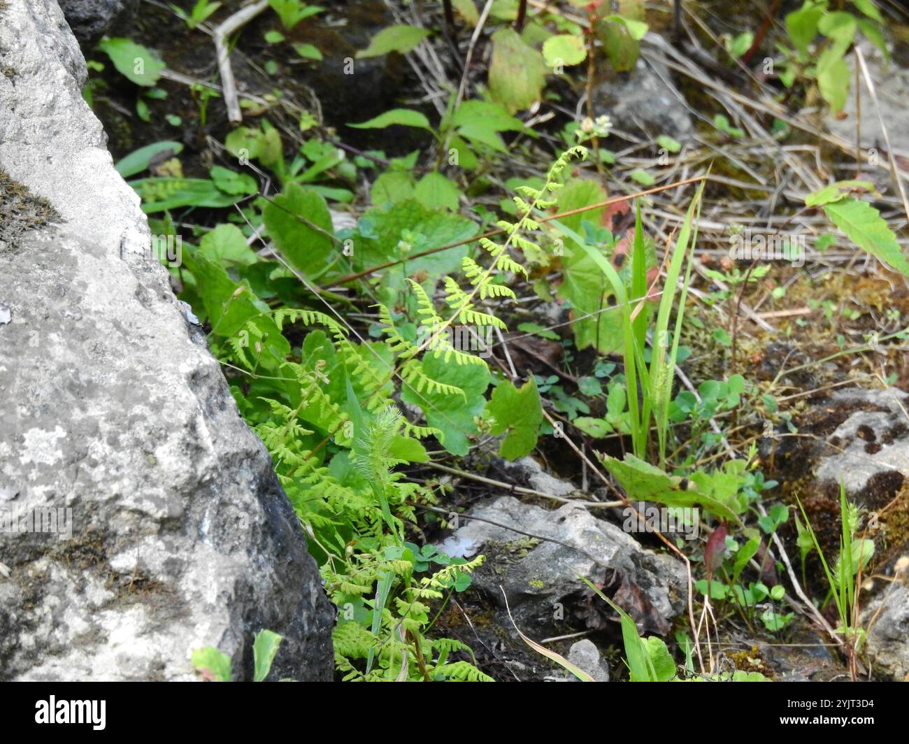 Fern cystopteris bulbifera hi-res stock photography and images - Alamy
