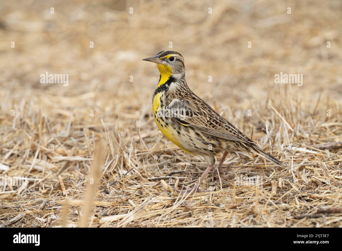 Western meadowlark california hi-res stock photography and images - Alamy