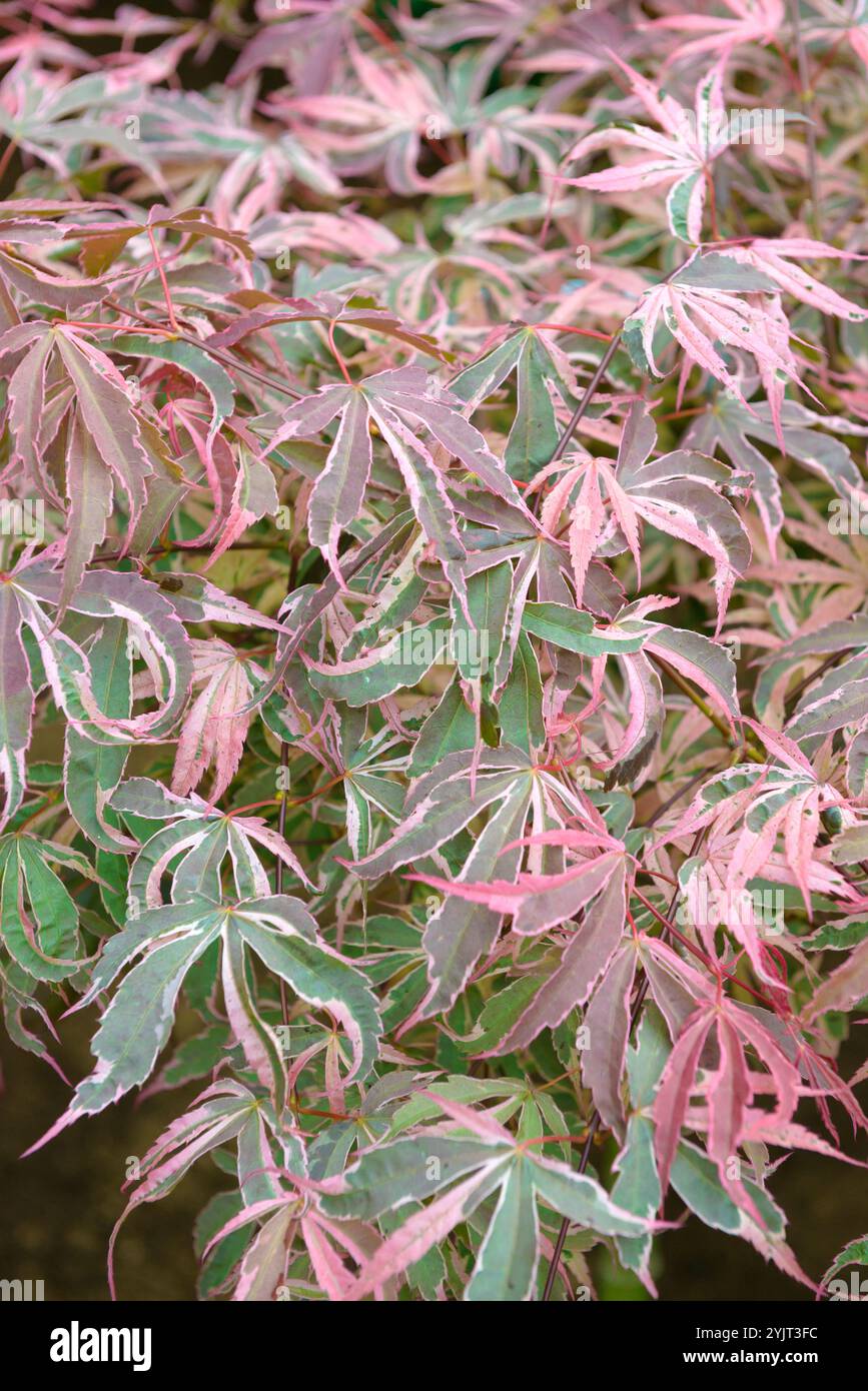 Faecher-Ahorn Acer palmatum Shirazz Stock Photo - Alamy