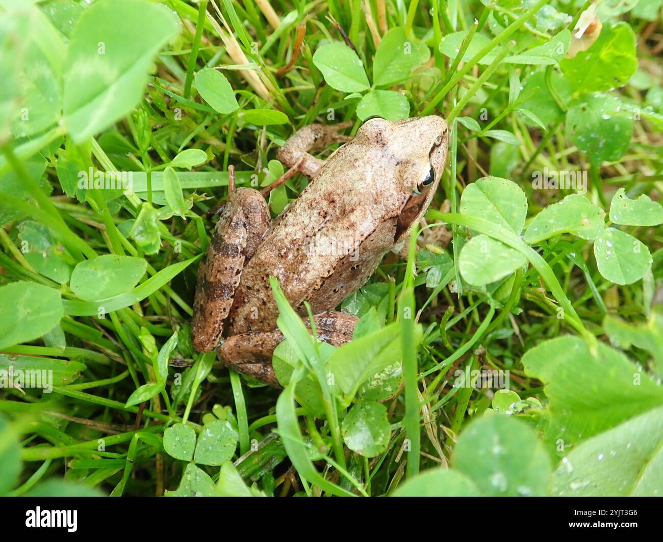 Wood Frog (Lithobates sylvaticus Stock Photo - Alamy