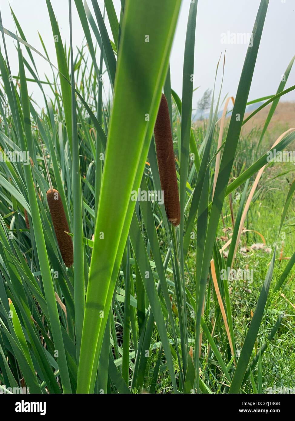 broadleaf cattail (Typha latifolia Stock Photo - Alamy