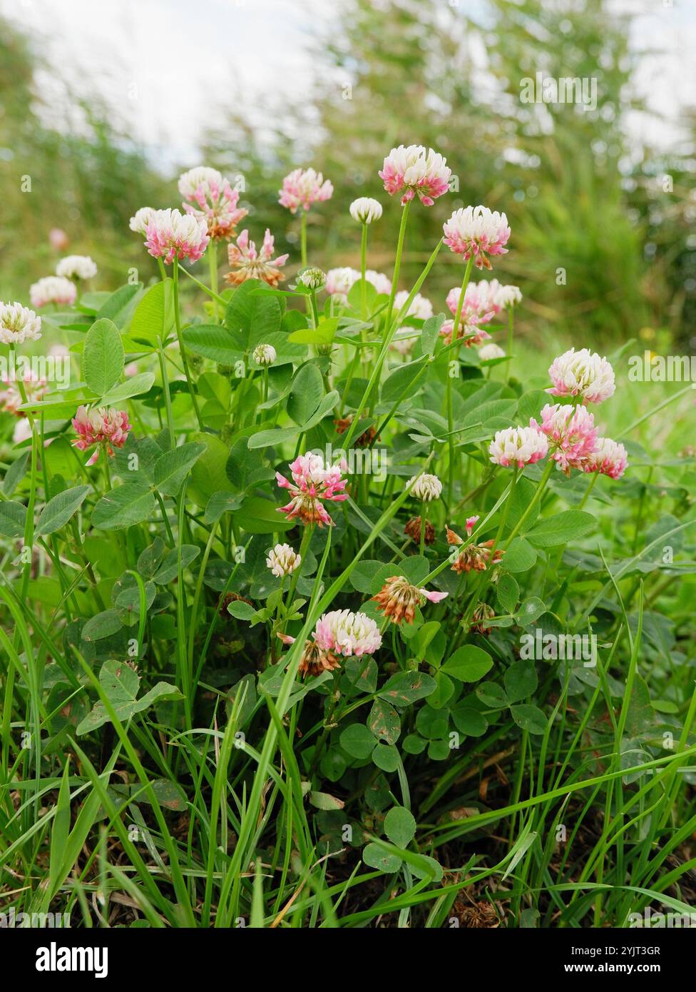 Alsike clover (Trifolium hybridum Stock Photo - Alamy