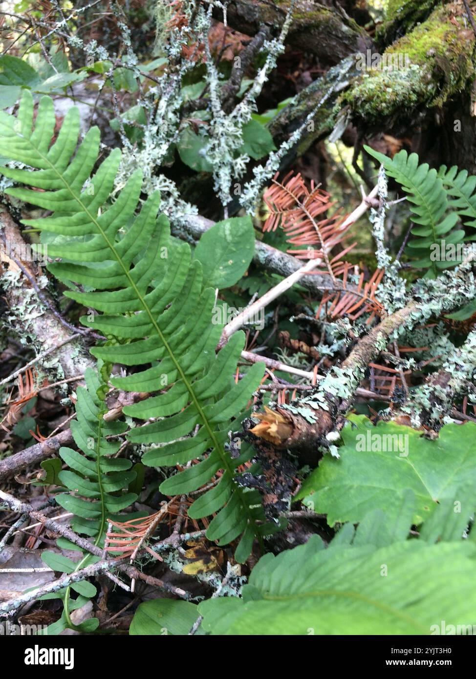 rock polypody (Polypodium virginianum Stock Photo - Alamy