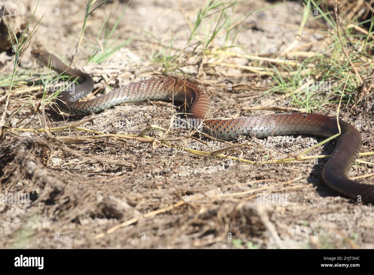 Lesser Black Whipsnake (Demansia vestigiata Stock Photo - Alamy