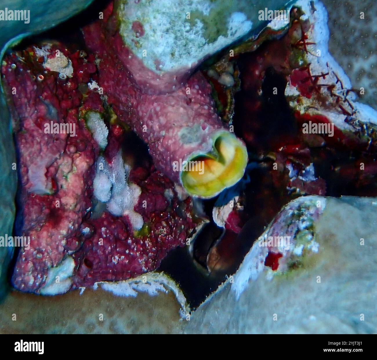 Worm Snails (Vermetidae Stock Photo - Alamy