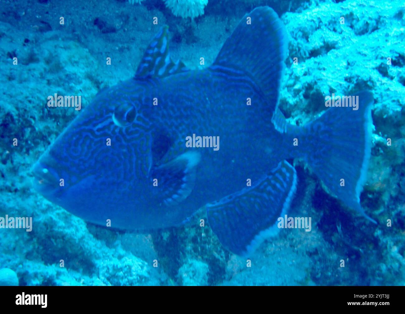 Blue Triggerfish (Pseudobalistes fuscus Stock Photo - Alamy