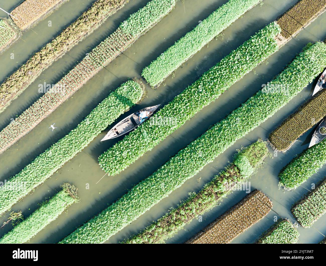 Farmers in low laying areas in Bangladesh choose floating farming ...
