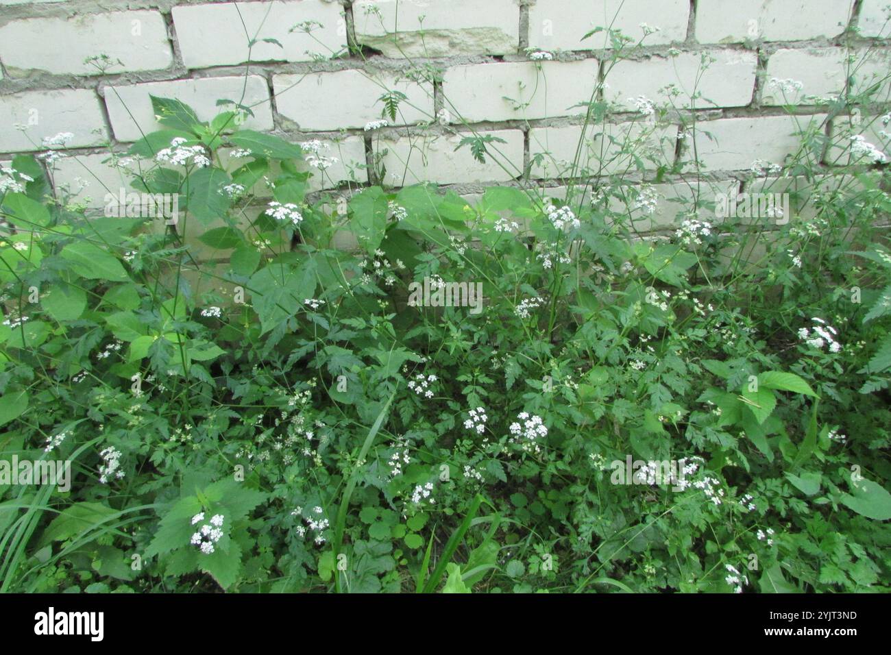 upright hedge-parsley (Torilis japonica Stock Photo - Alamy
