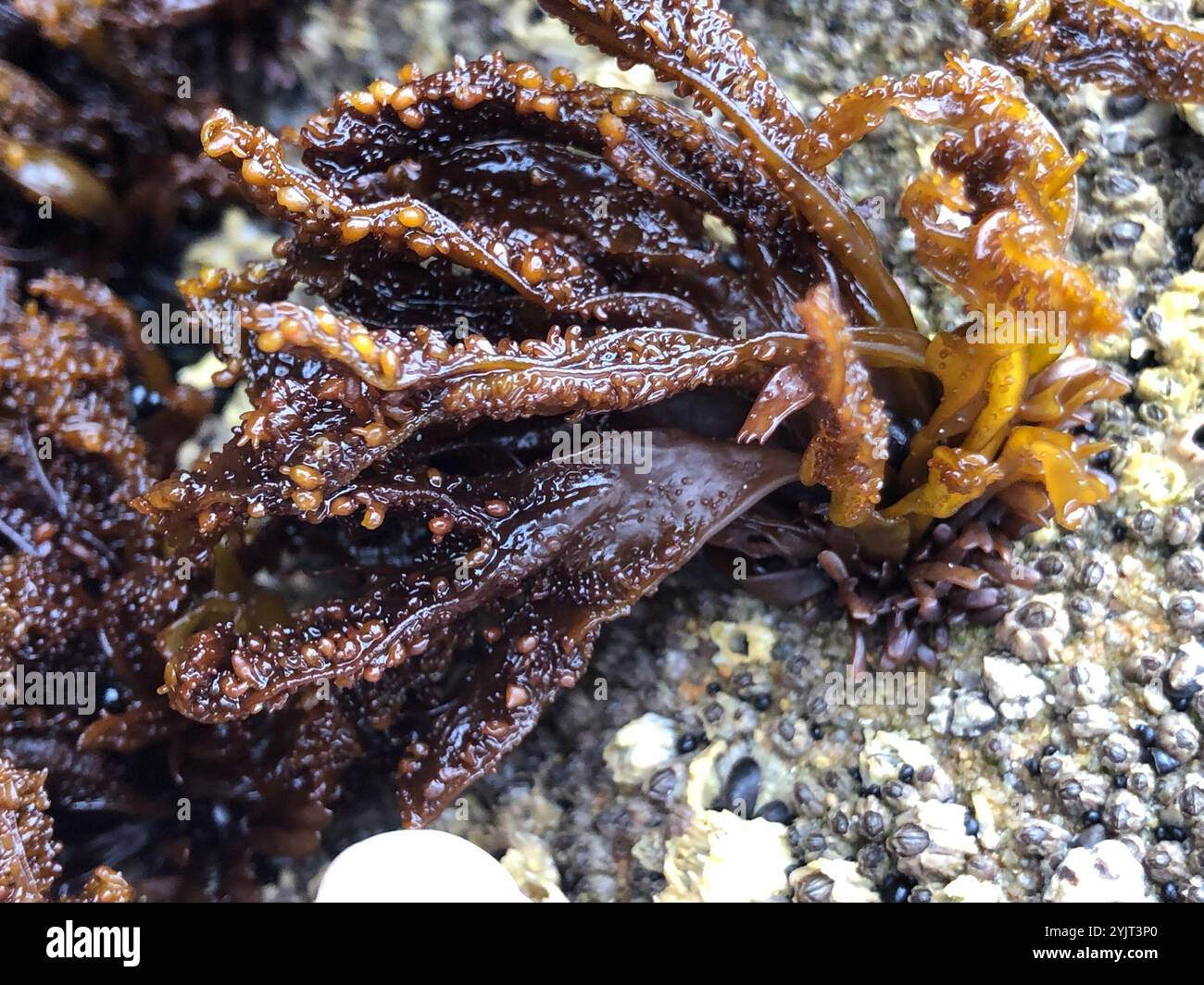 Mastocarpus papillatus hi-res stock photography and images - Alamy