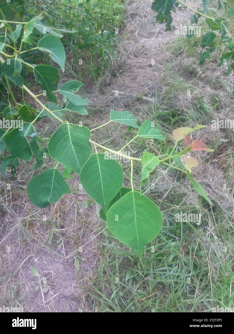 Chinese Tallow (Triadica sebifera Stock Photo - Alamy