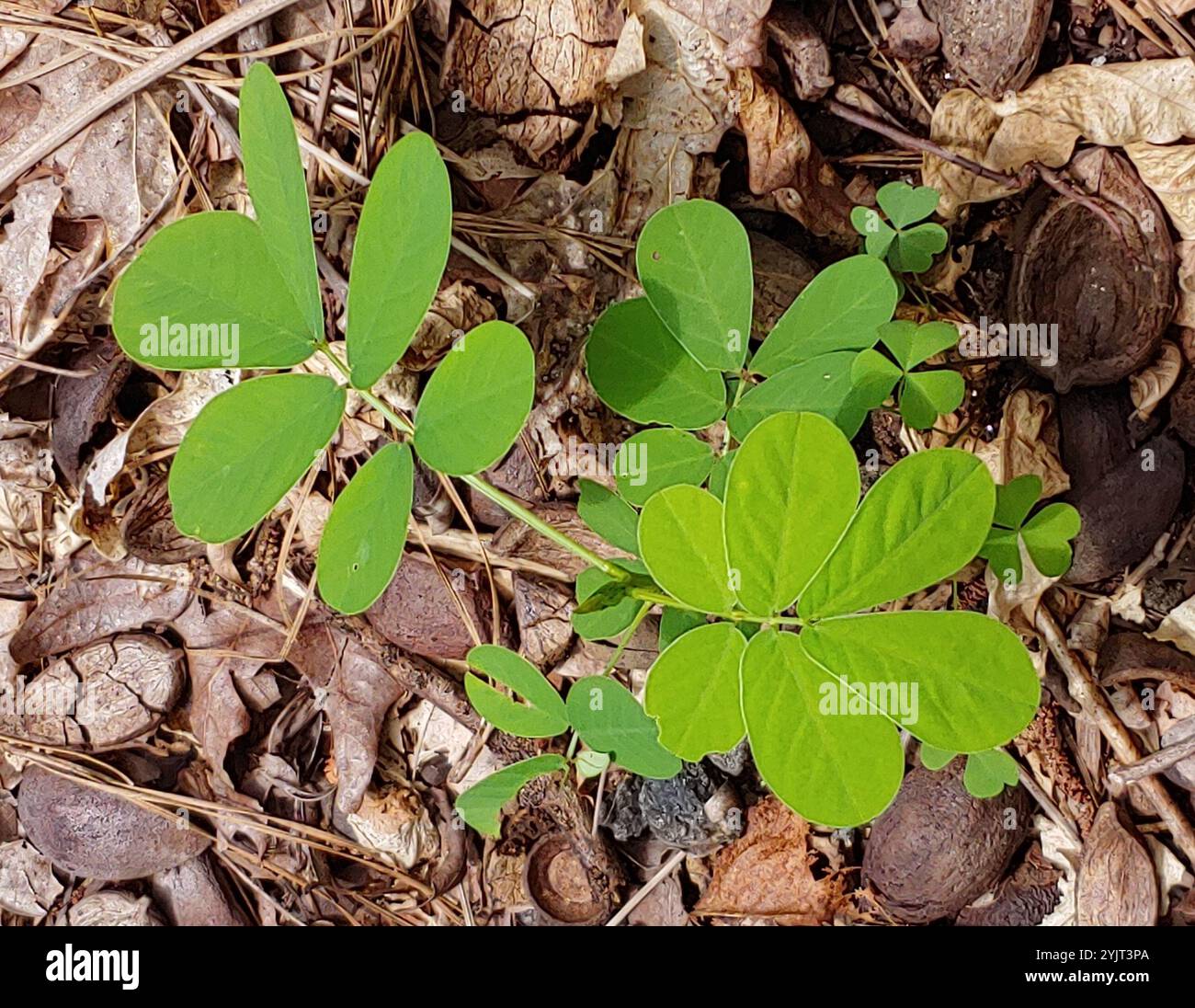 American Sicklepod (Senna obtusifolia Stock Photo - Alamy