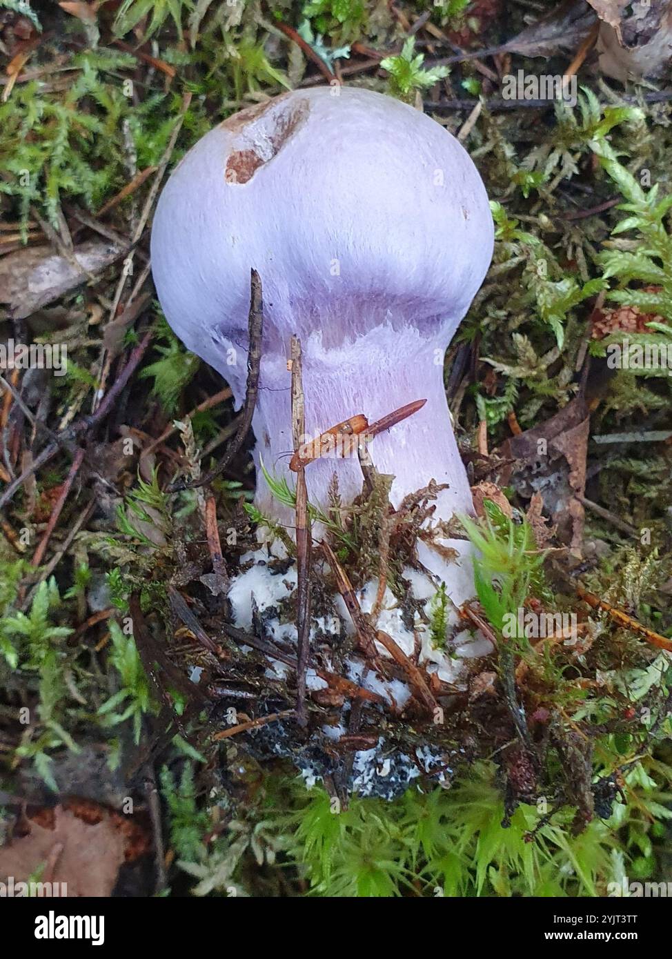 gassy webcap (Cortinarius traganus Stock Photo - Alamy