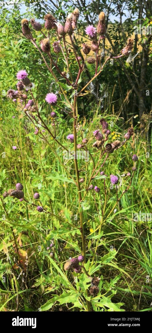 creeping thistle (Cirsium arvense Stock Photo - Alamy