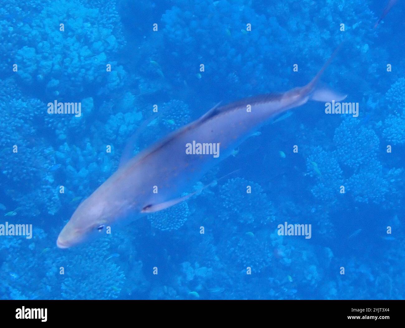 Orange-spotted Trevally (Flavocaranx bajad Stock Photo - Alamy