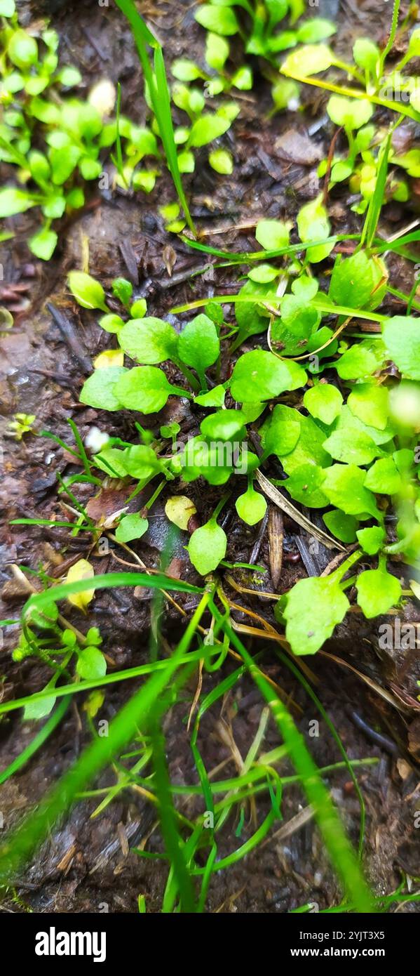 slender-stemmed androsace (Androsace filiformis Stock Photo - Alamy
