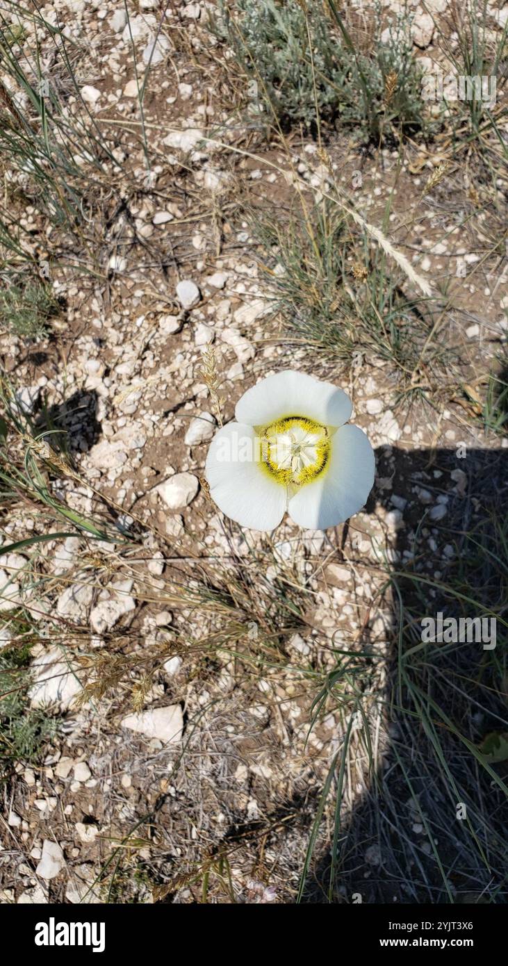 Gunnison's Mariposa Lily (Calochortus gunnisonii Stock Photo - Alamy