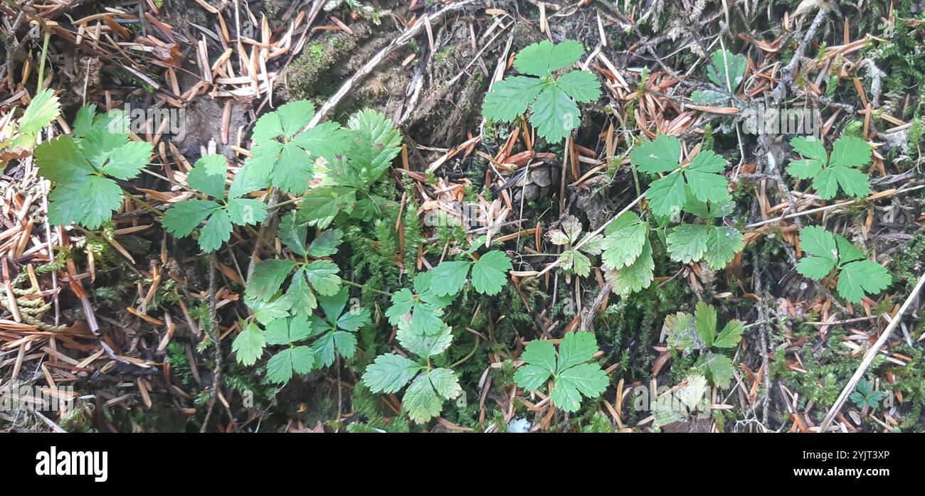 Five-leaf Dwarf Bramble (Rubus pedatus Stock Photo - Alamy