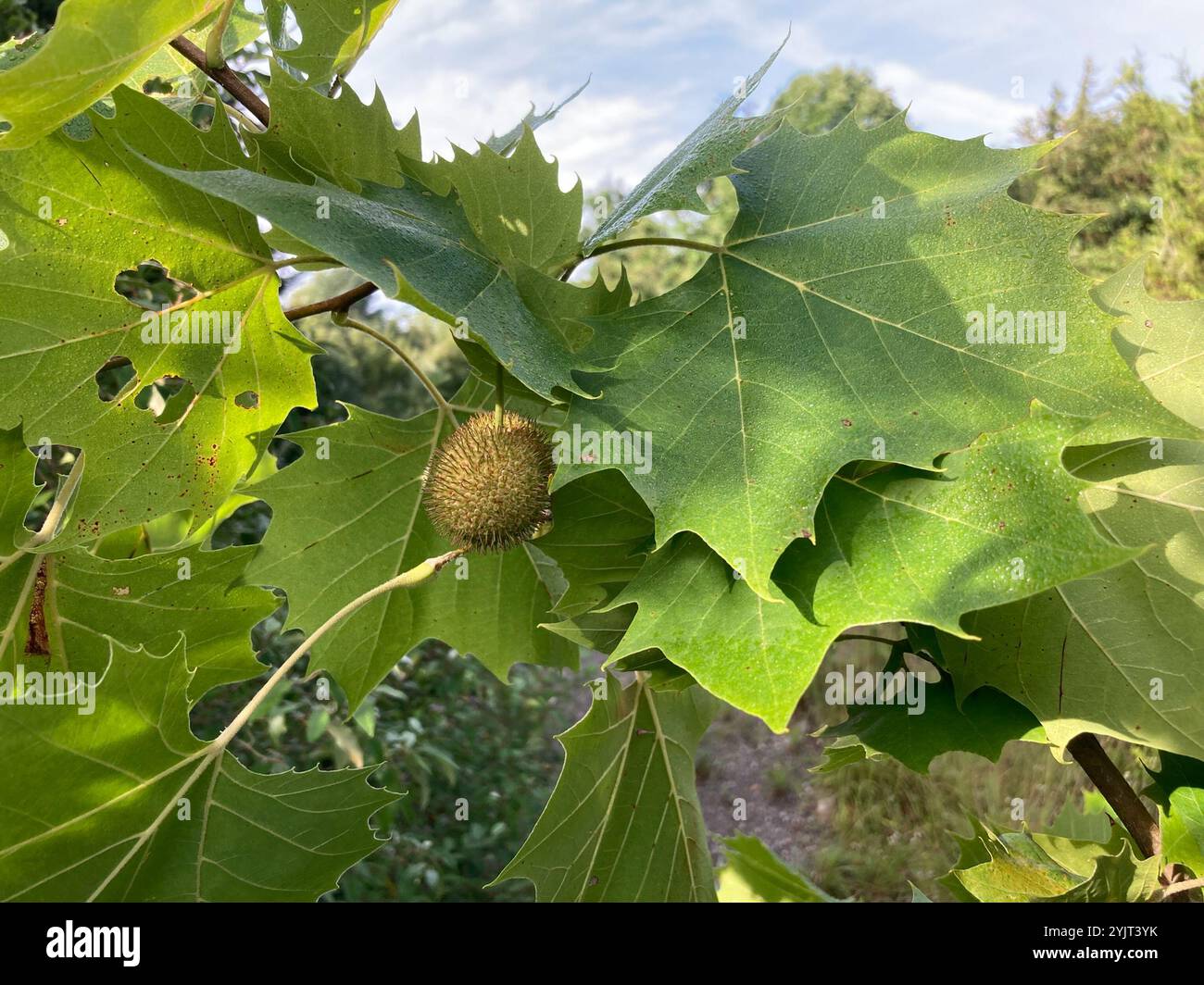 American sycamore (Platanus occidentalis Stock Photo - Alamy
