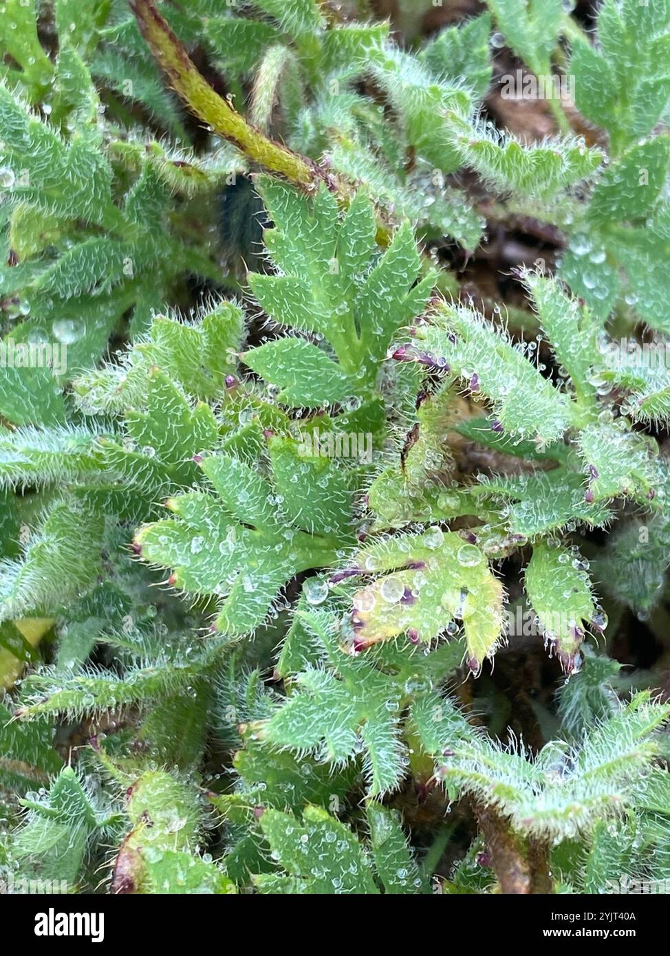 Arctic Poppy (Papaver radicatum Stock Photo - Alamy
