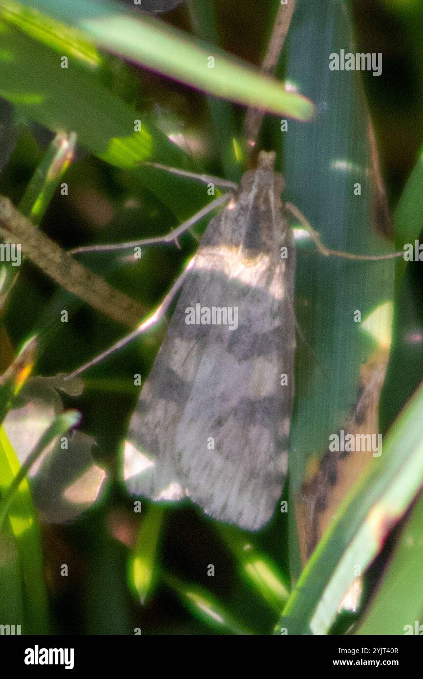 Lucerne Moth (Nomophila nearctica Stock Photo - Alamy