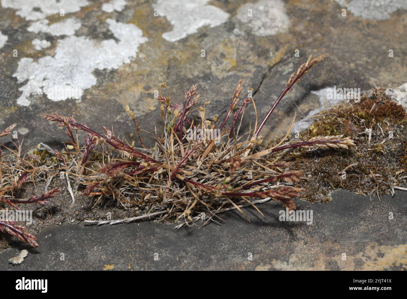 Sea Fern-grass (Catapodium marinum Stock Photo - Alamy