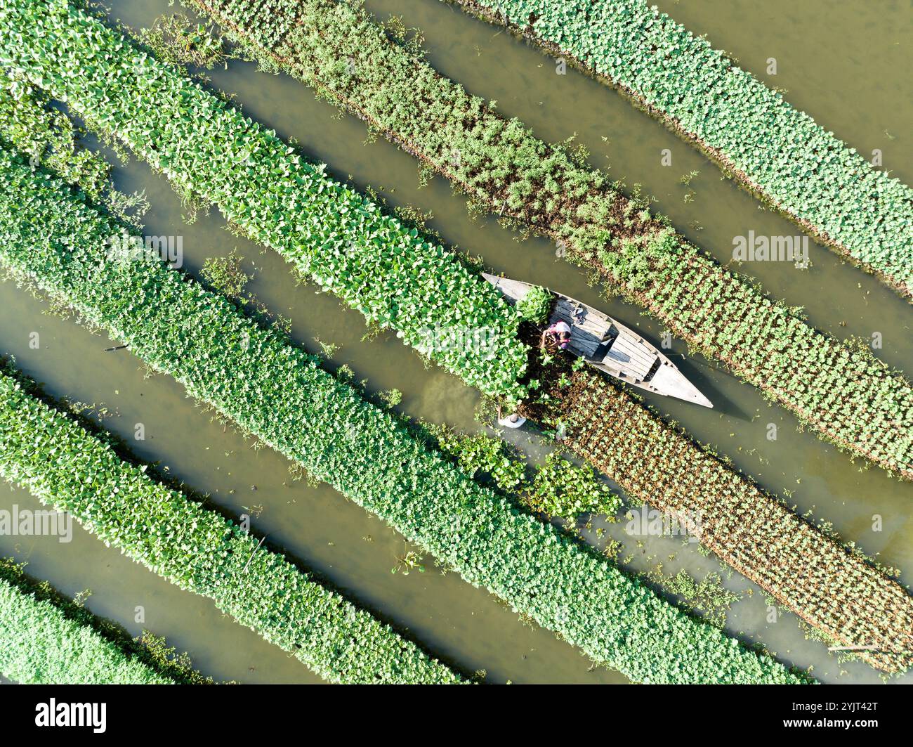 Farmers in low laying areas in Bangladesh choose floating farming ...