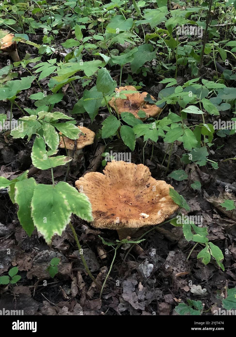 Polyporus tuberaster hi-res stock photography and images - Alamy
