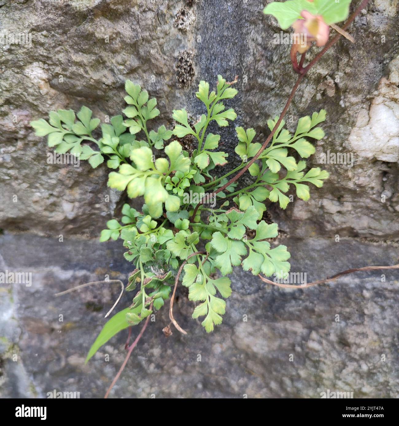 wall-rue (Asplenium ruta-muraria Stock Photo - Alamy