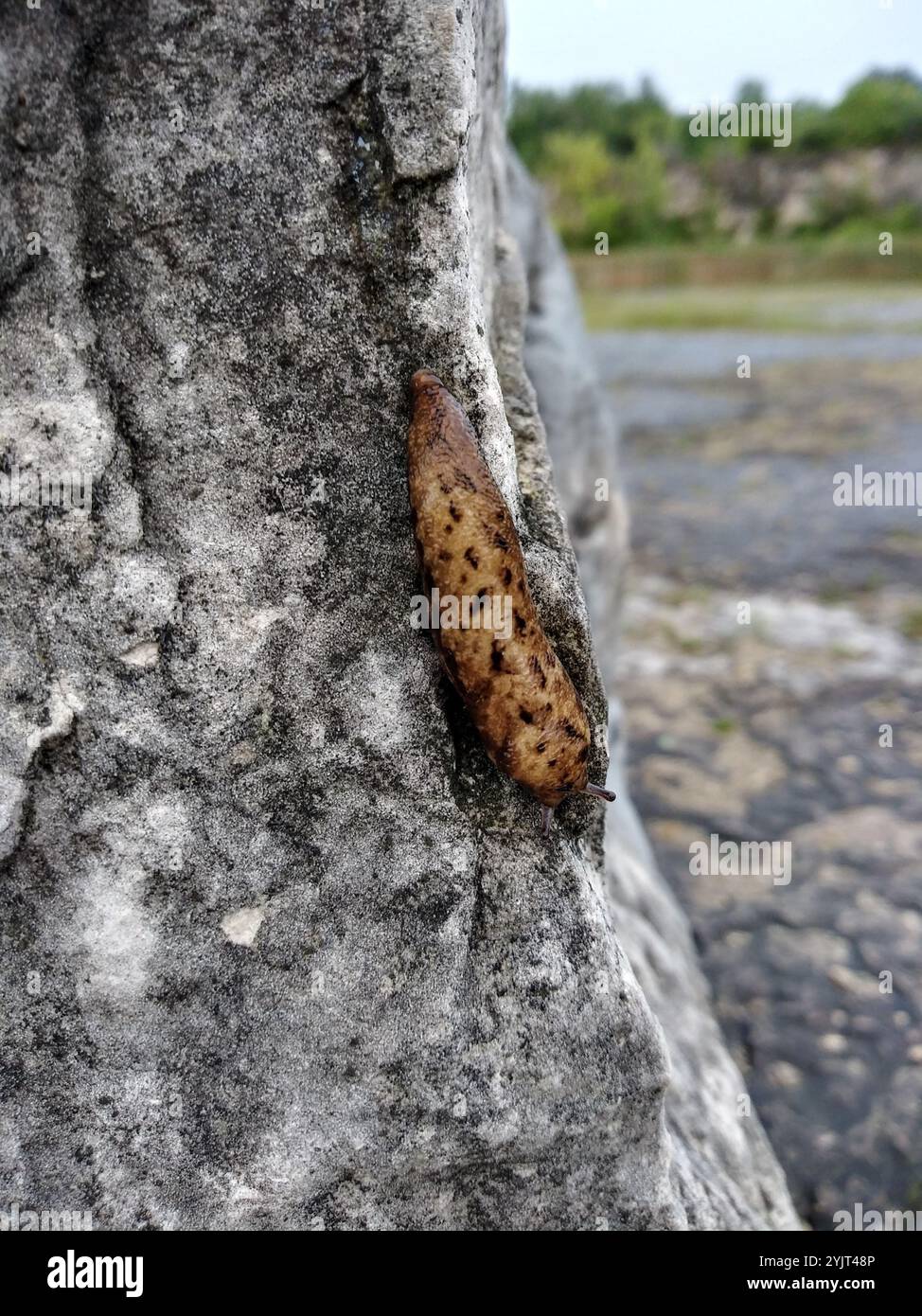 Changeable Mantleslug (Megapallifera mutabilis Stock Photo - Alamy