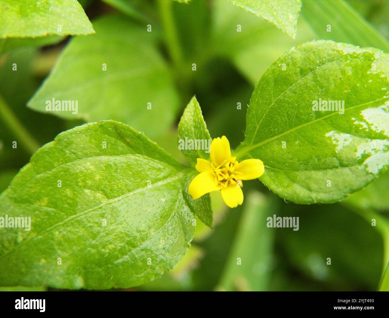 Calyptocarpus vialis hi-res stock photography and images - Alamy