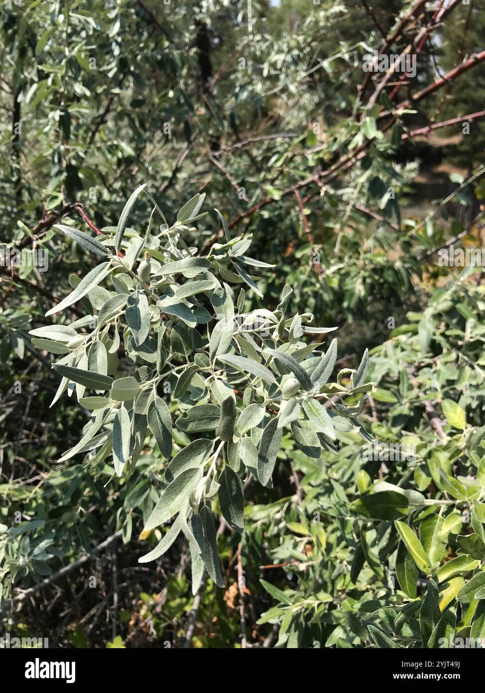 Russian olive (Elaeagnus angustifolia Stock Photo - Alamy