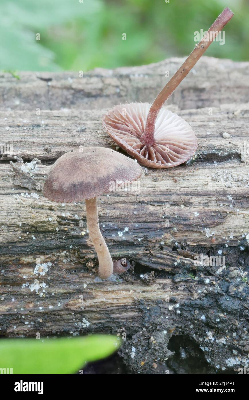 Bleeding Fairy Helmet (Mycena haematopus Stock Photo - Alamy