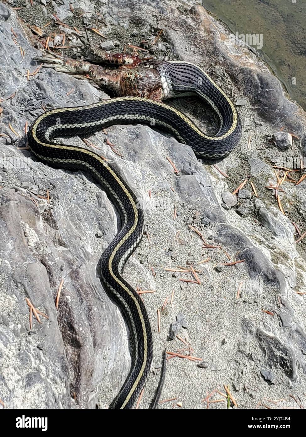 Puget Sound Garter Snake (Thamnophis sirtalis pickeringii Stock Photo ...