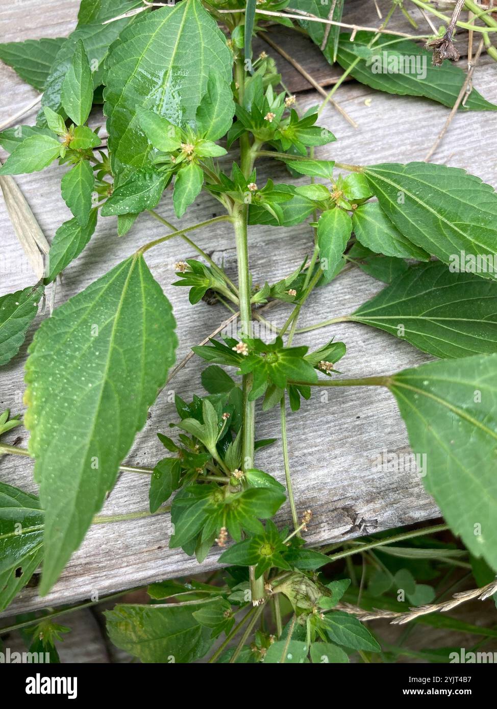 common copperleaf (Acalypha rhomboidea Stock Photo - Alamy