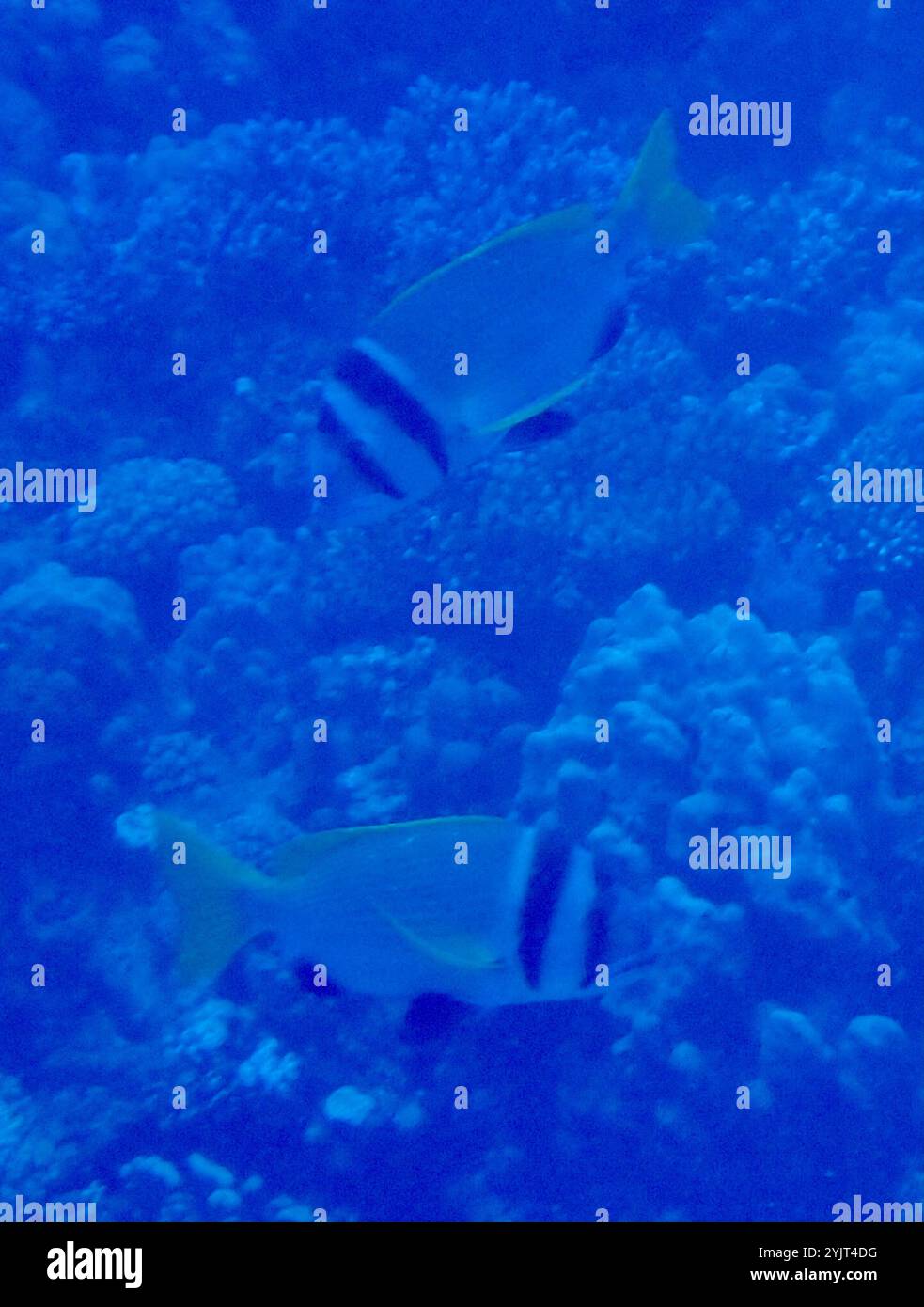 Doublebar Bream (Acanthopagrus bifasciatus Stock Photo - Alamy