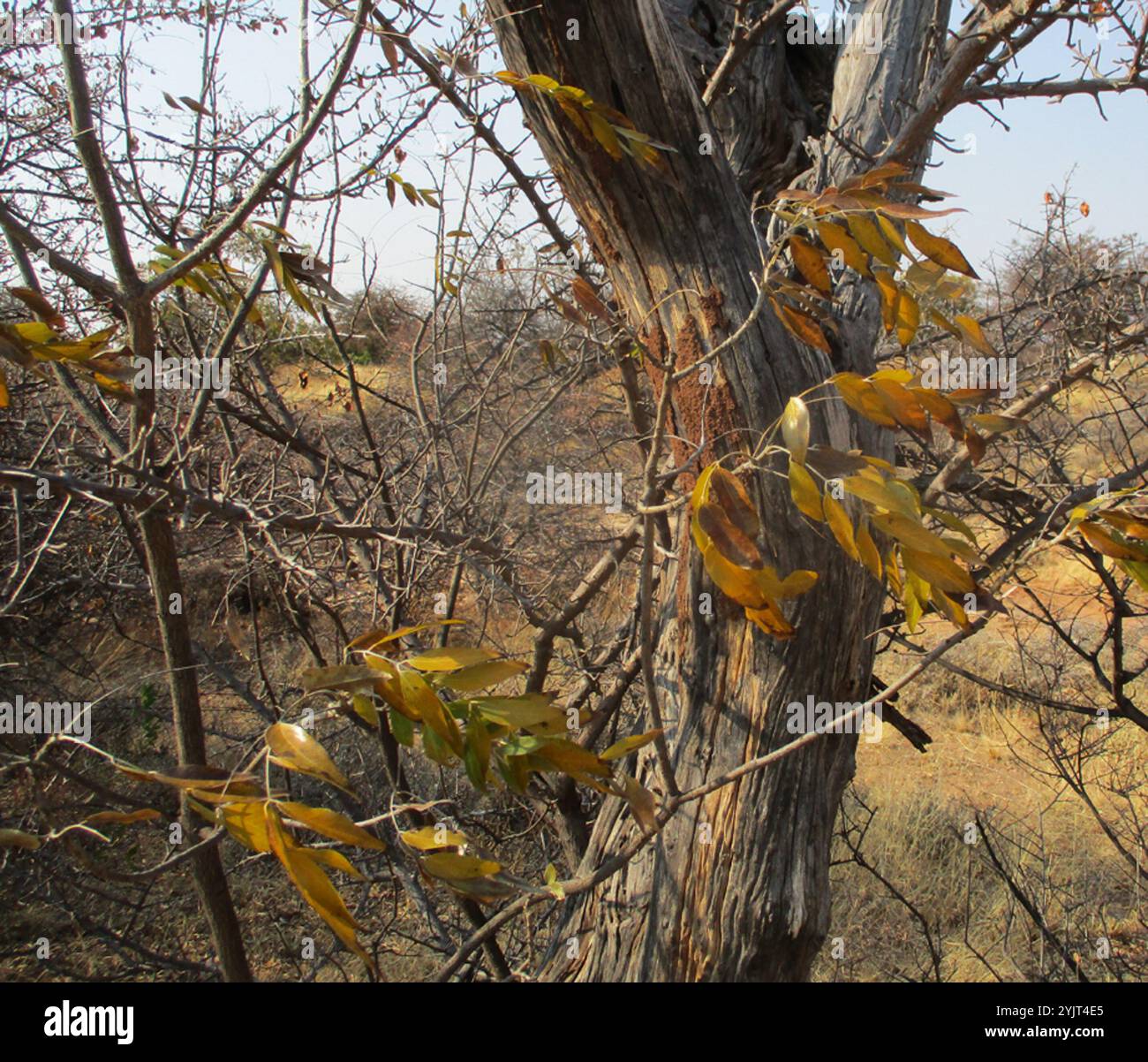 Tree-wisteria (Bolusanthus speciosus Stock Photo - Alamy