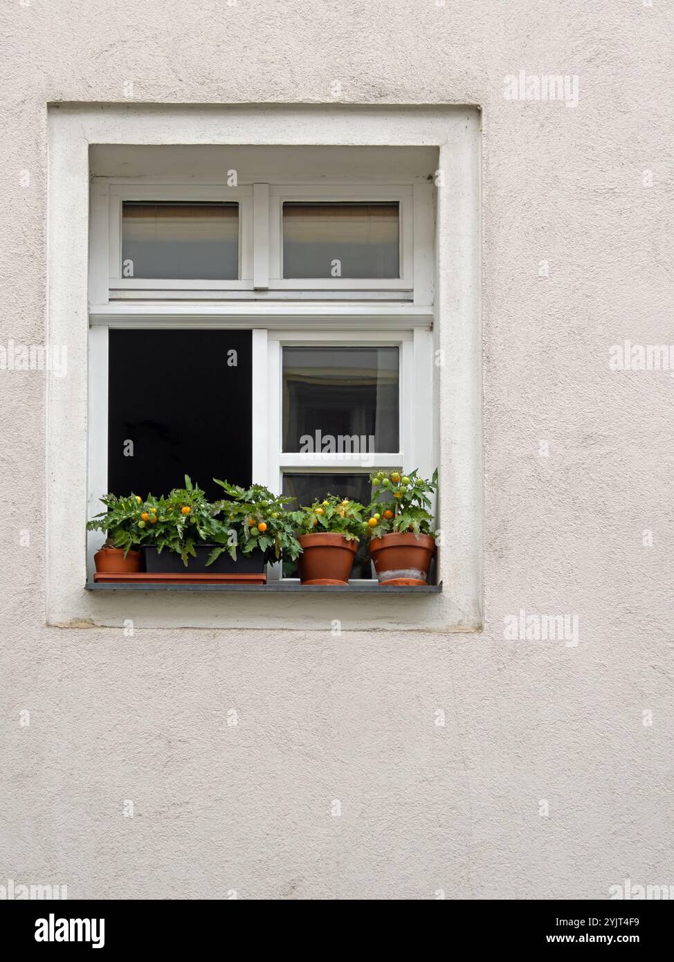Fruit growing on windowsill hi-res stock photography and images - Alamy