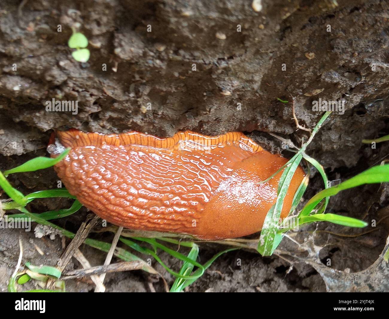 Arion Slugs (Arion Stock Photo - Alamy