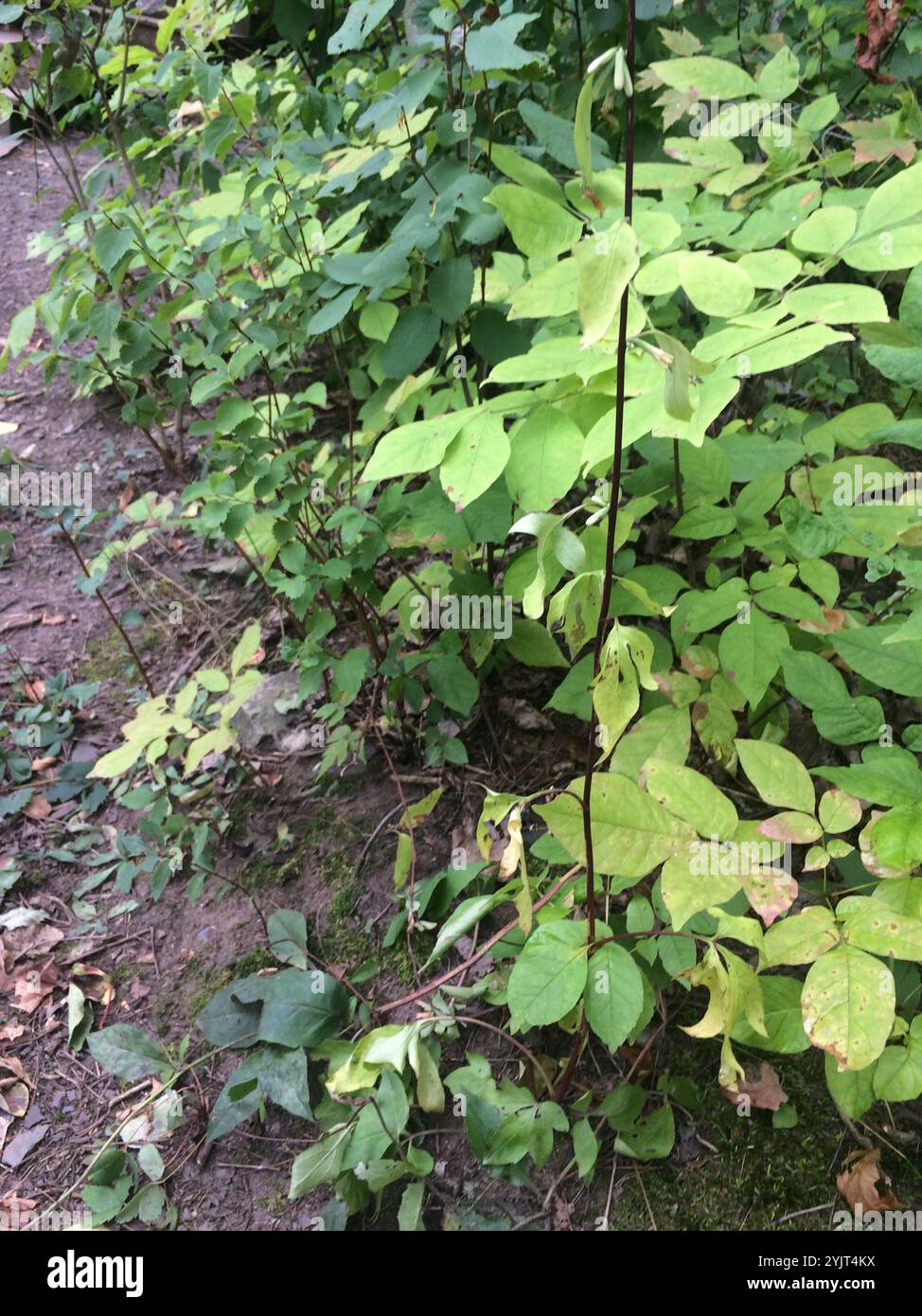 Nabalus trifoliolatus hi-res stock photography and images - Alamy