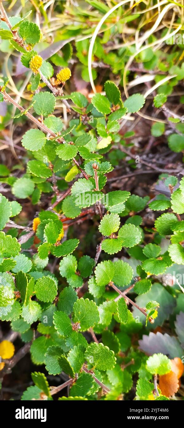 Dwarf Birch (Betula nana Stock Photo - Alamy