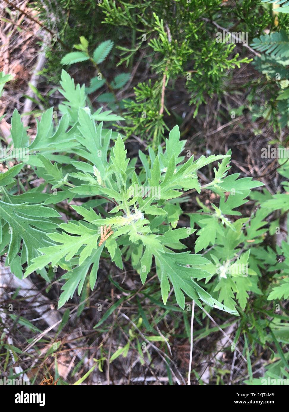 western ragweed (Ambrosia psilostachya Stock Photo - Alamy