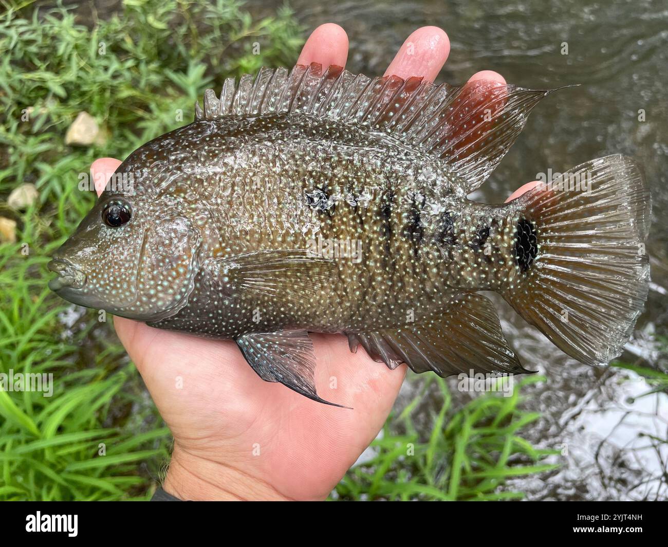 Texas Cichlid (Herichthys cyanoguttatus Stock Photo - Alamy