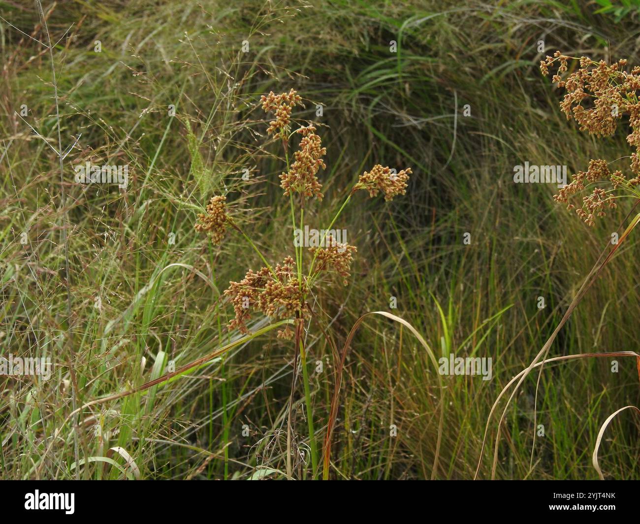 Woolgrass hi-res stock photography and images - Alamy