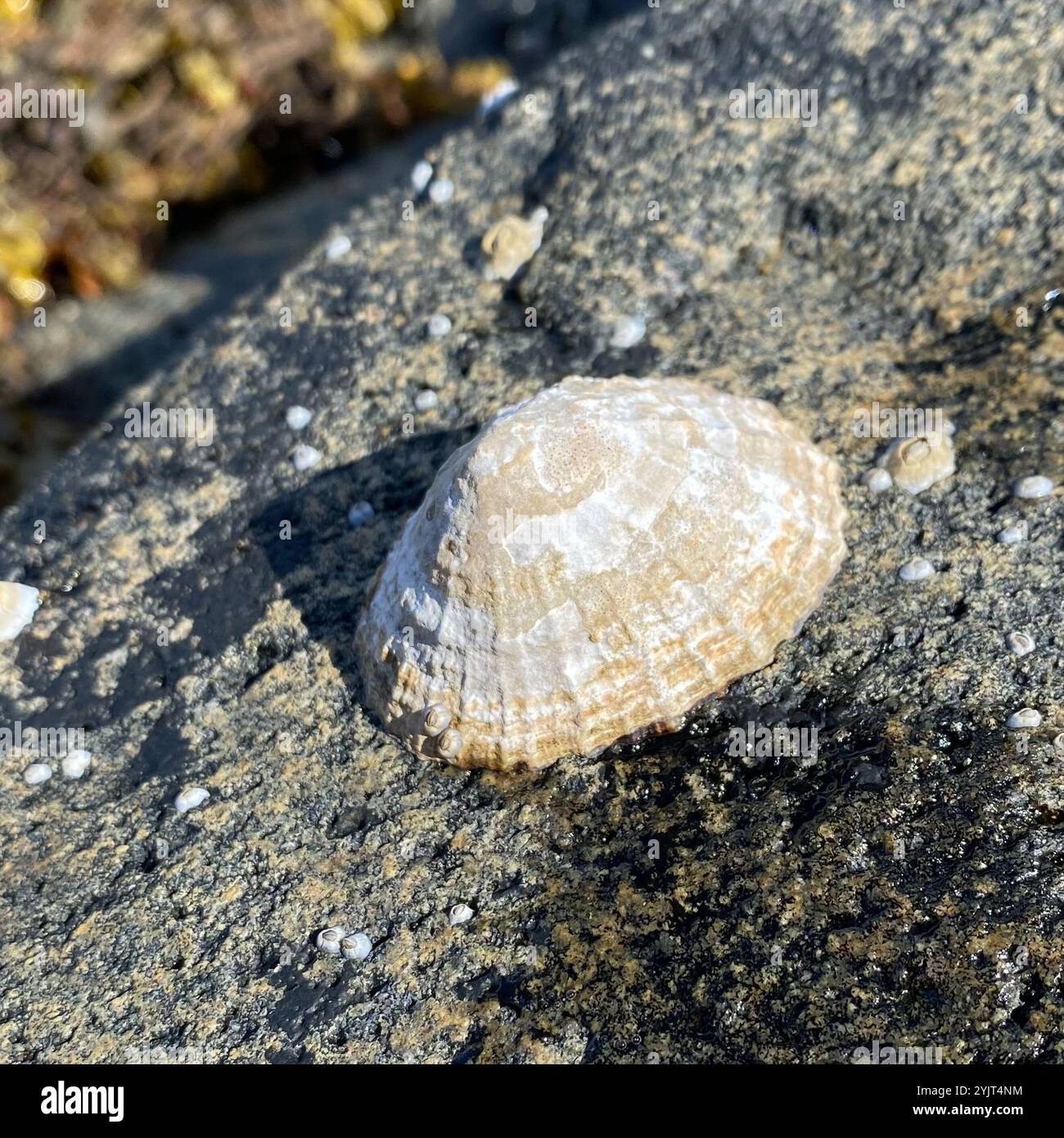 Common European Limpet (Patella vulgata Stock Photo - Alamy