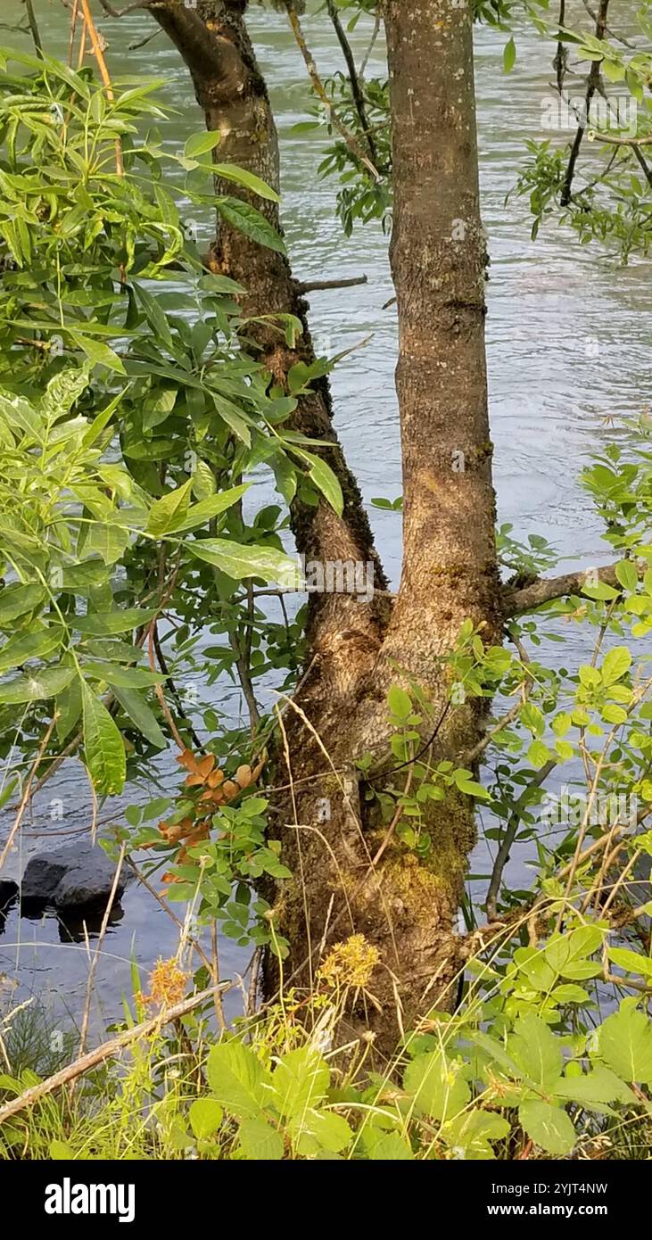 Oregon Ash (Fraxinus latifolia Stock Photo - Alamy