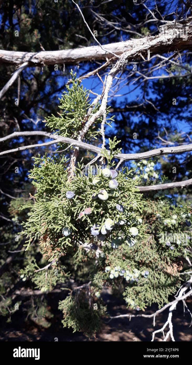 Utah Juniper (Juniperus osteosperma Stock Photo - Alamy