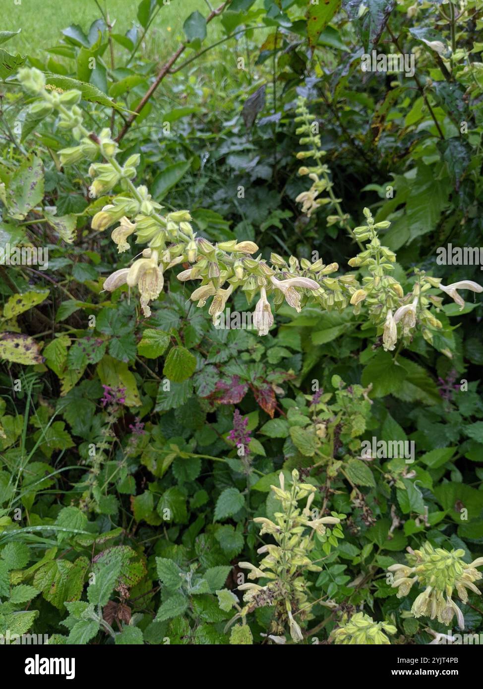 Sticky Sage (Salvia glutinosa Stock Photo - Alamy