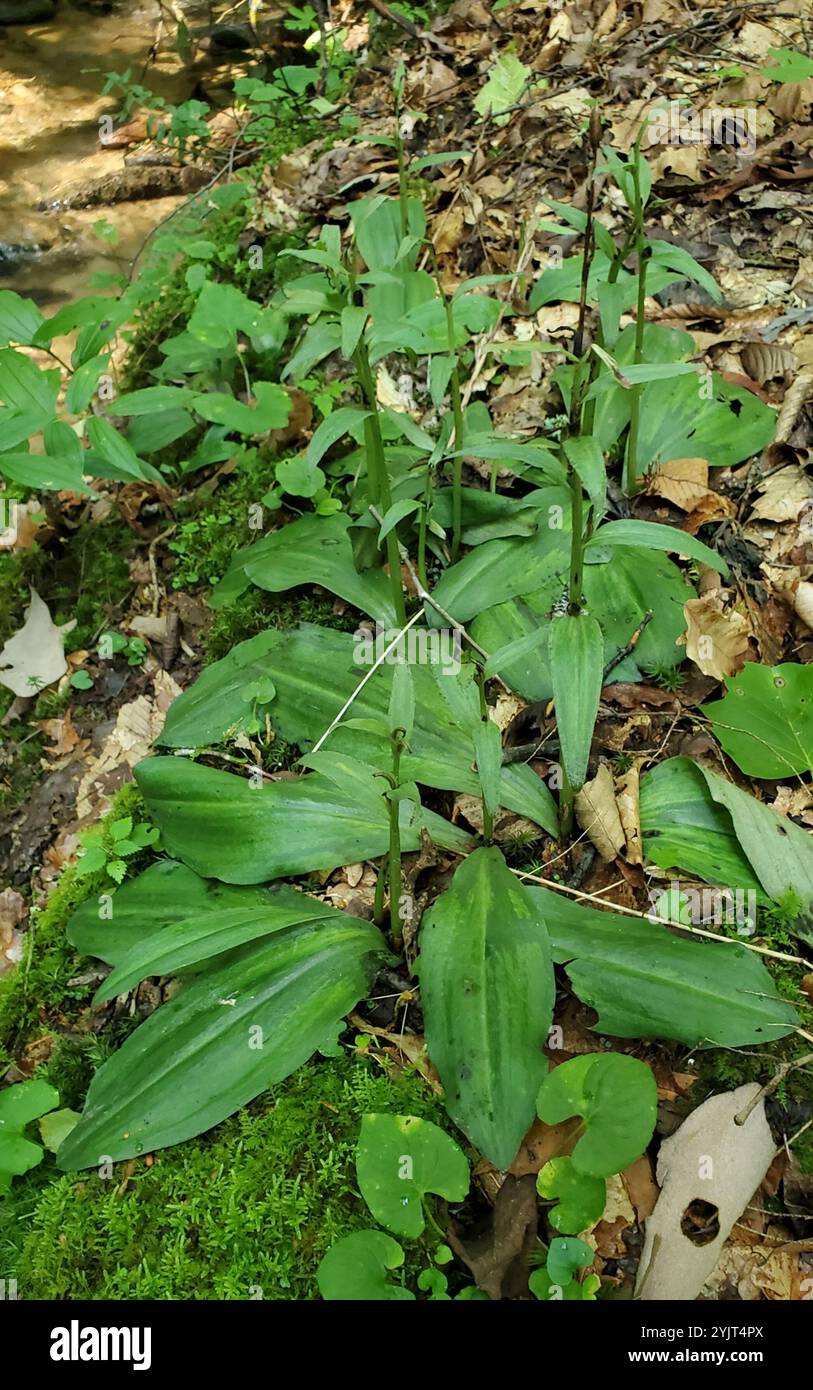 showy orchis (Galearis spectabilis Stock Photo - Alamy